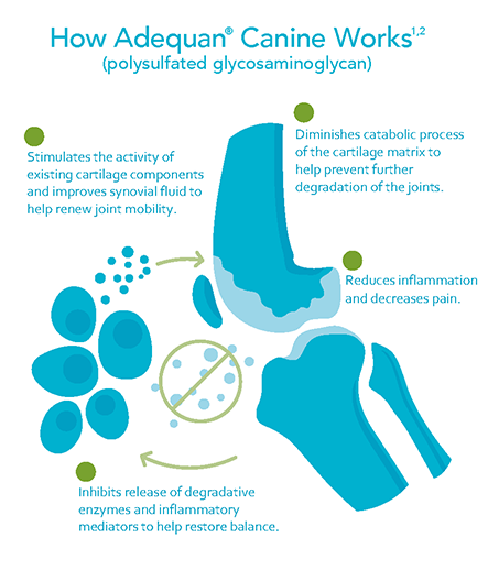 Help slow down the clock on canine OA. | Adequan® Canine